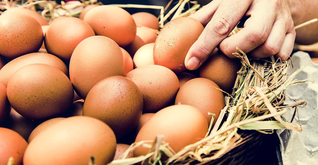 El Banna Group | Sections | Egypt Poultry